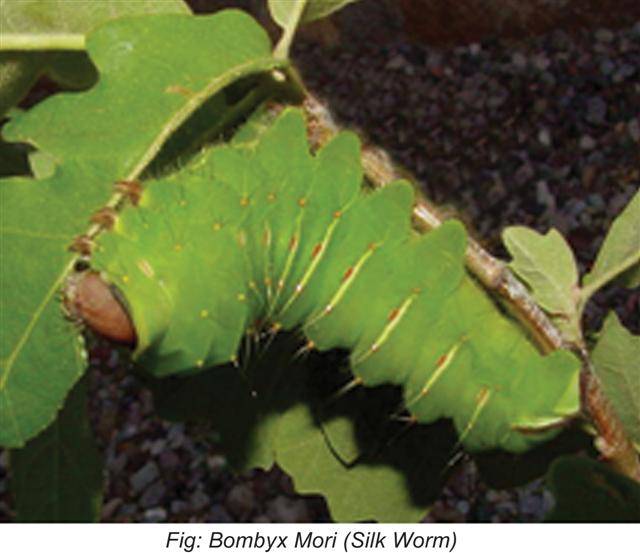 Silk and its degumming process