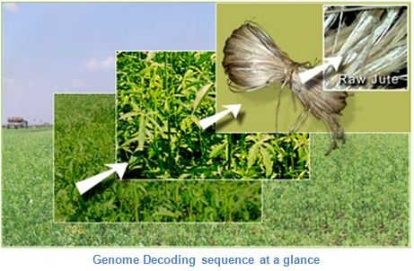 'Local jute' genome revealed in Bangladesh