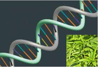 'Local jute' genome revealed in Bangladesh