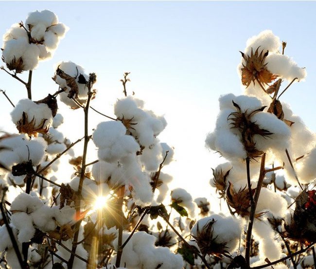 Sustainable cotton by the partnership between Cotton On Kids and Cotton ...