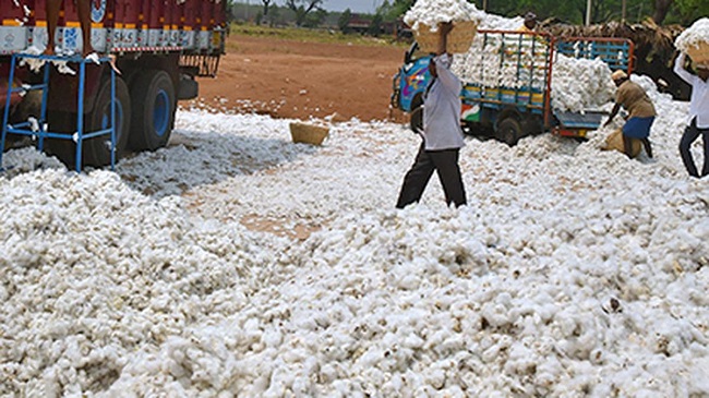 India allows duty-free cotton import from Australia