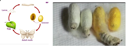 Tour to a silk factory looking on moth to end product