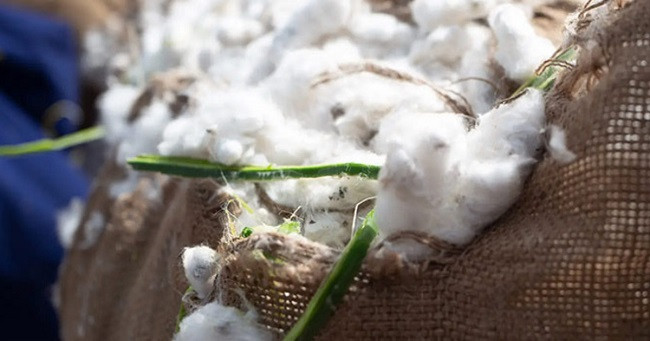 TextileGenesis partners with International Cotton Association towards ...