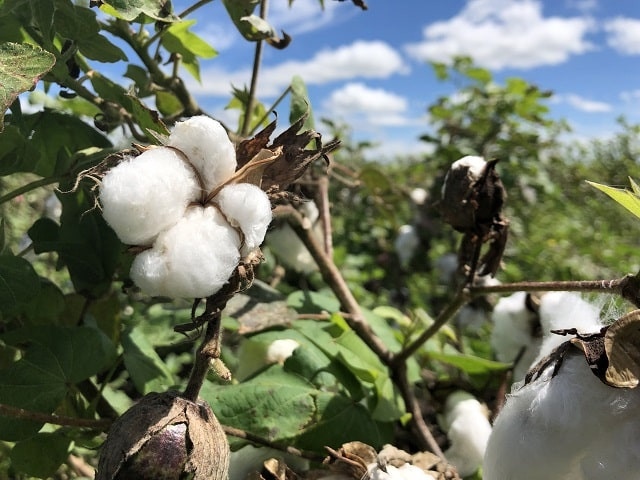 Aid by Trade Foundation unveils new standard for Regenerative Cotton