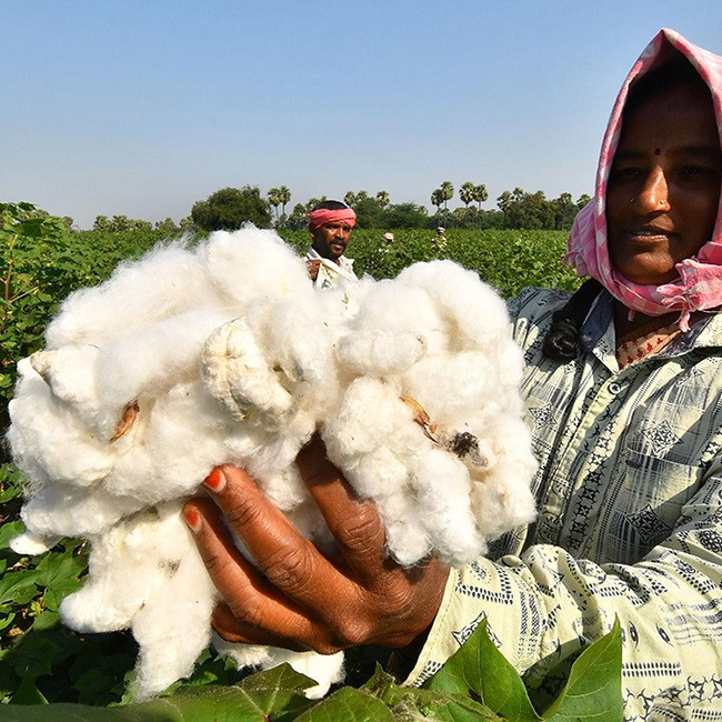 India striving to become the largest cotton producer