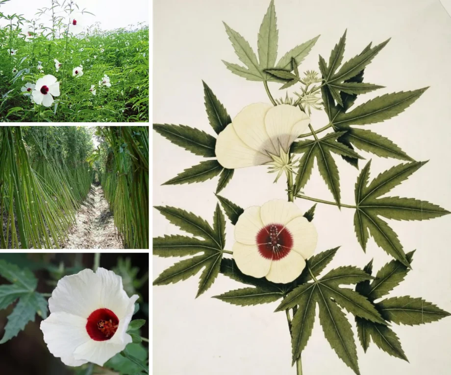 Kenaf in textiles: Revolutionizing sustainable fabrics with eco ...